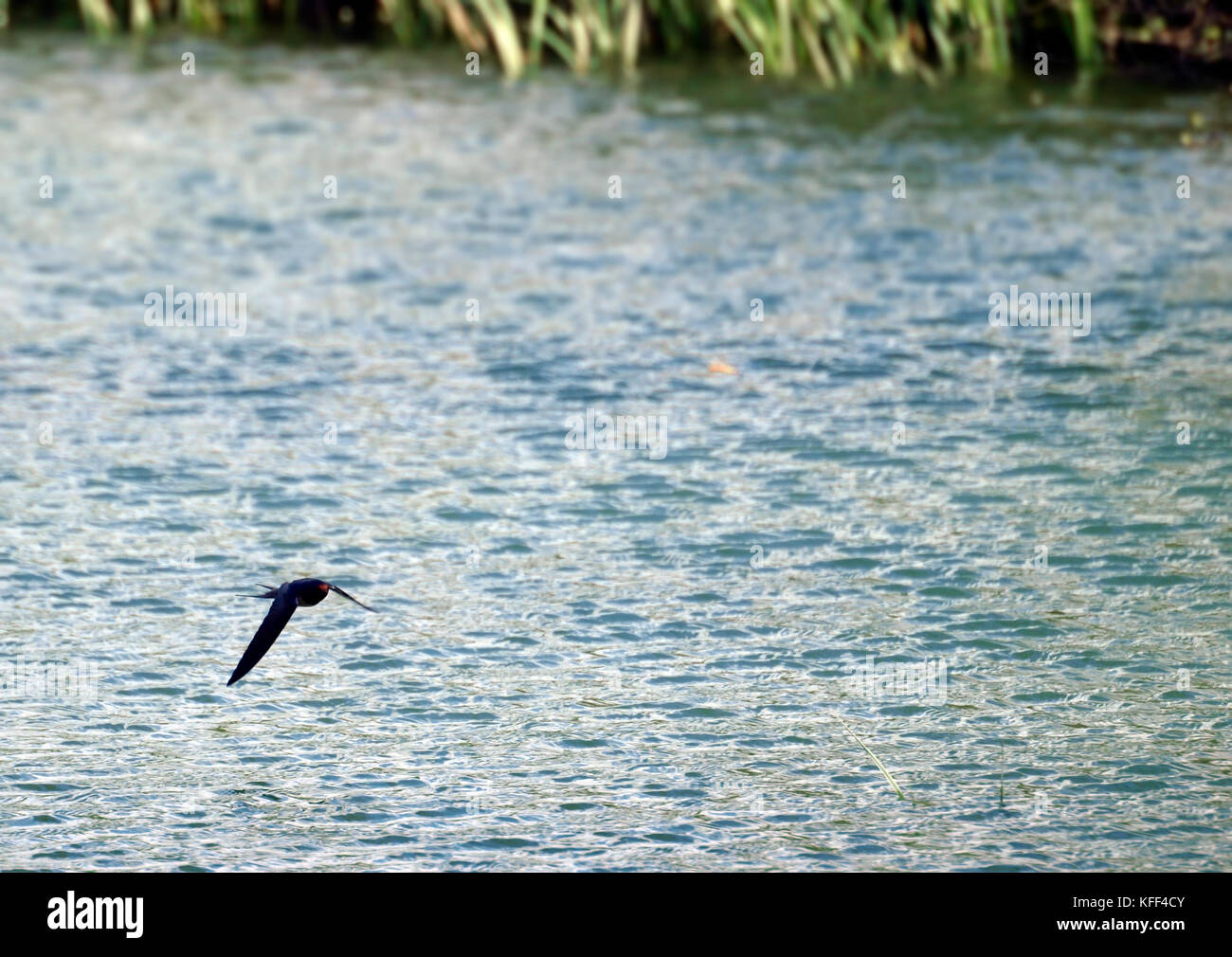 Fast bird hi-res stock photography and images - Alamy