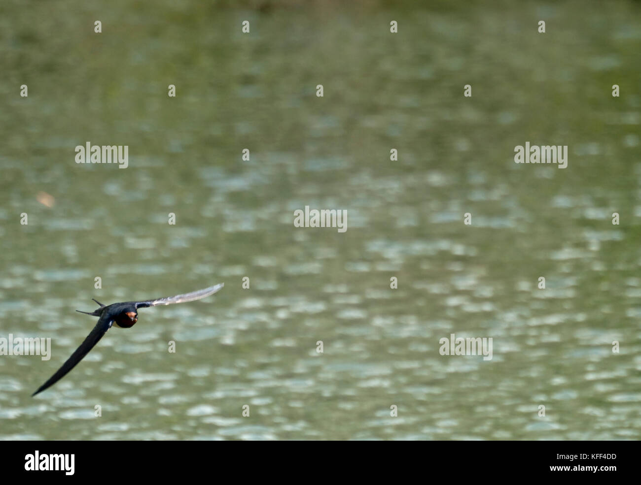 Hirundo Rustica or Barn Swallow - A very fast bird and very difficult ...