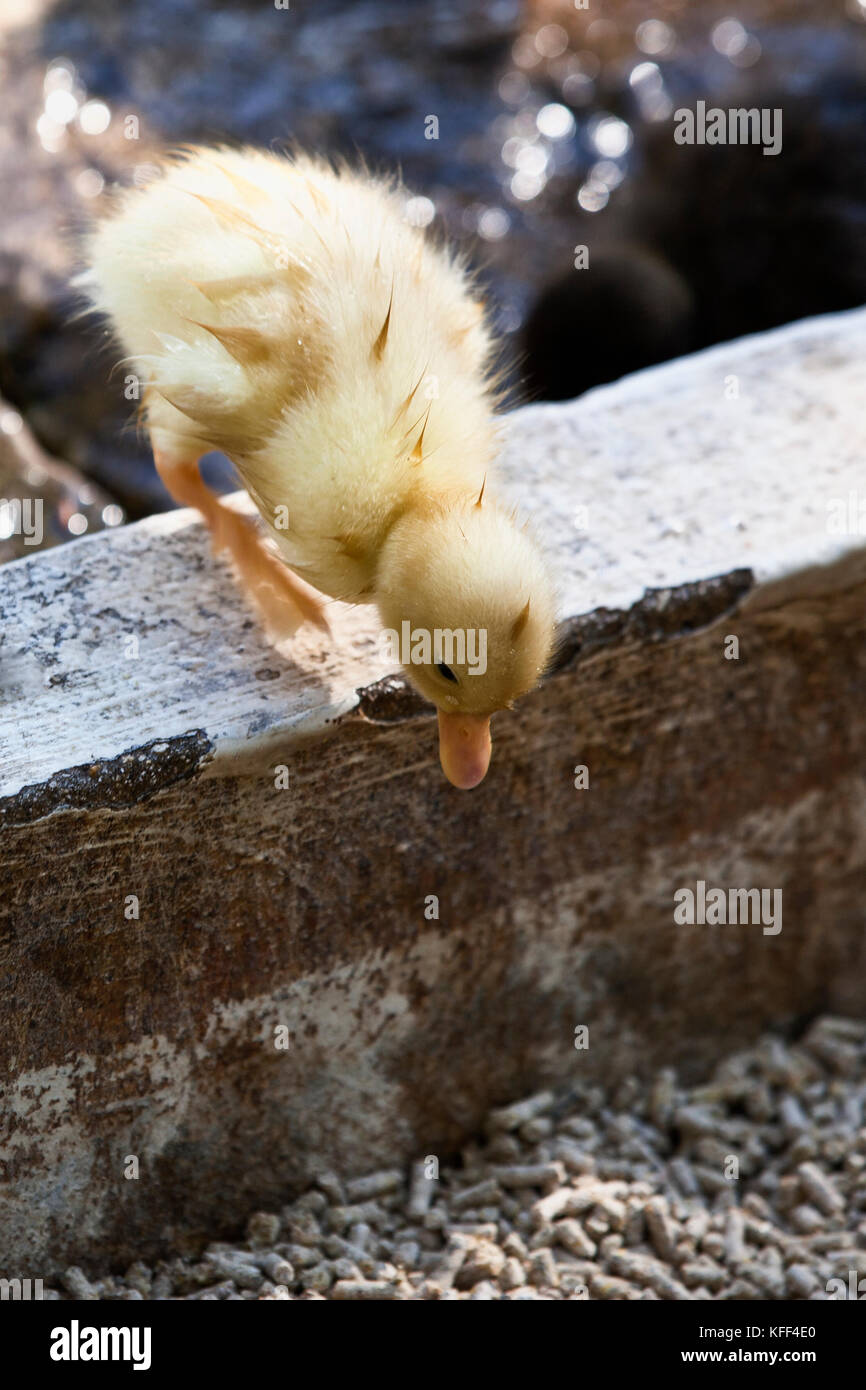 A cute little duckling assesses the risk before it overcomes its fear ...