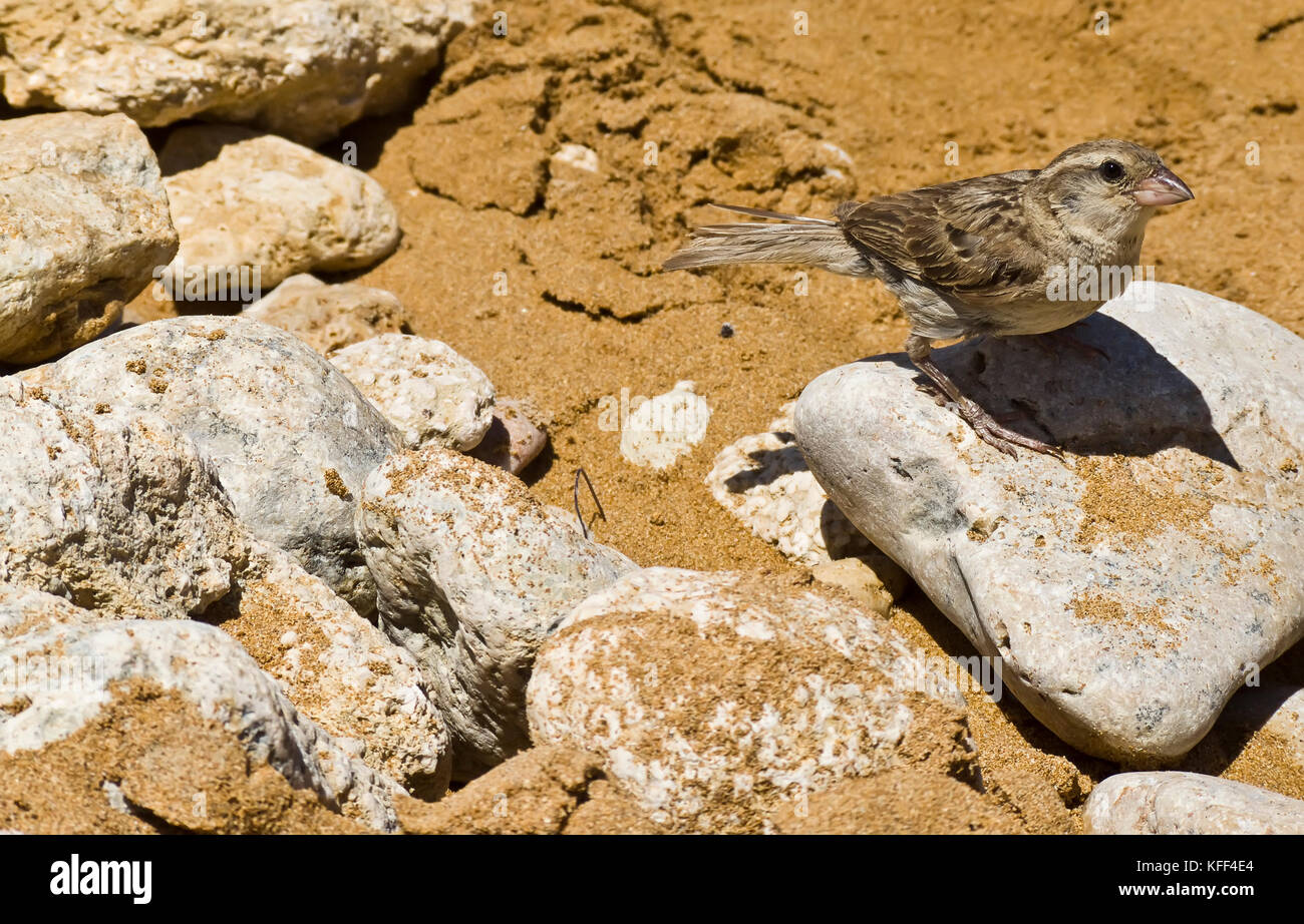 A female Mediterranean house sparrow tending to her nest Stock Photo ...