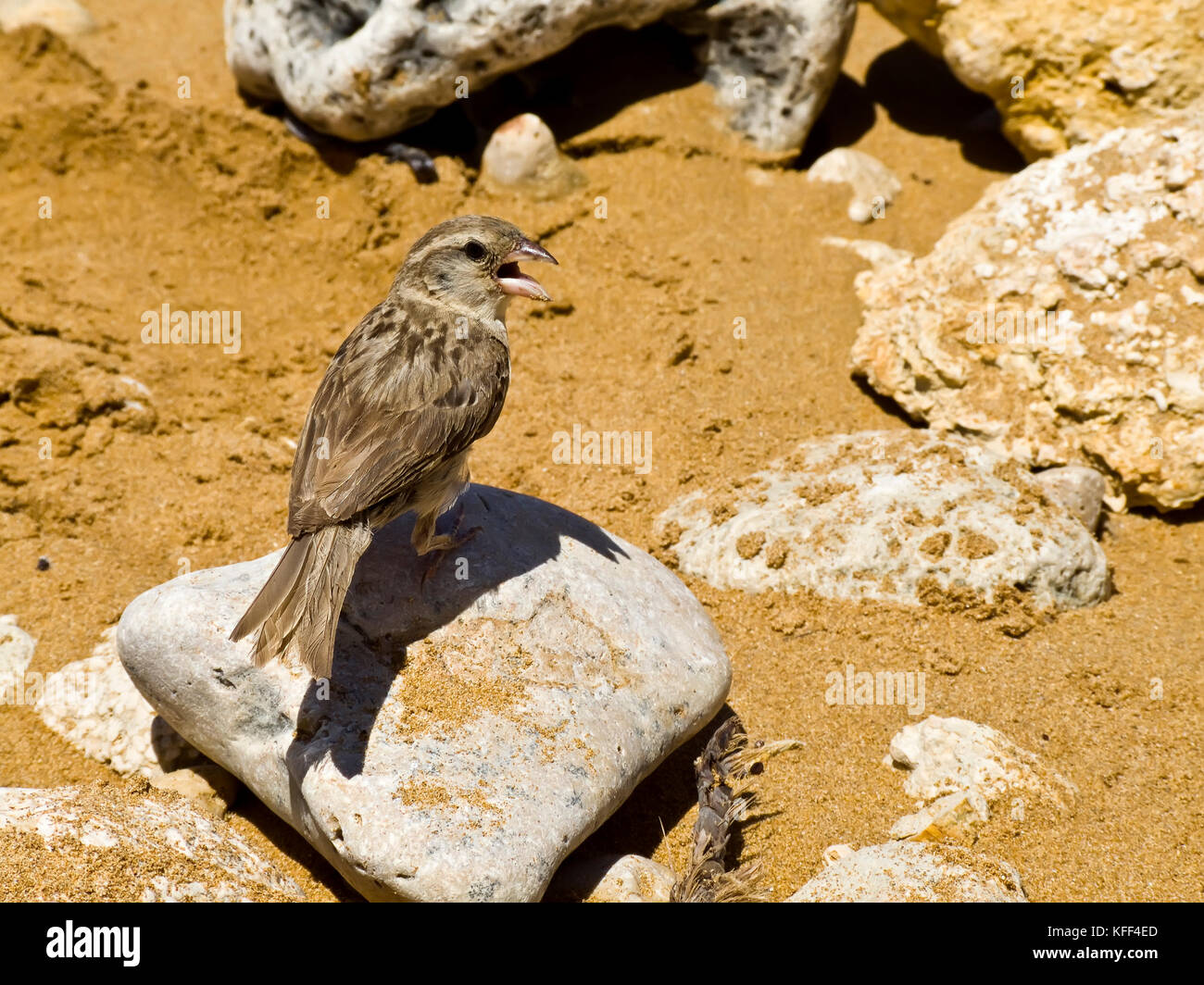 A female Mediterranean house sparrow tending to her nest Stock Photo ...