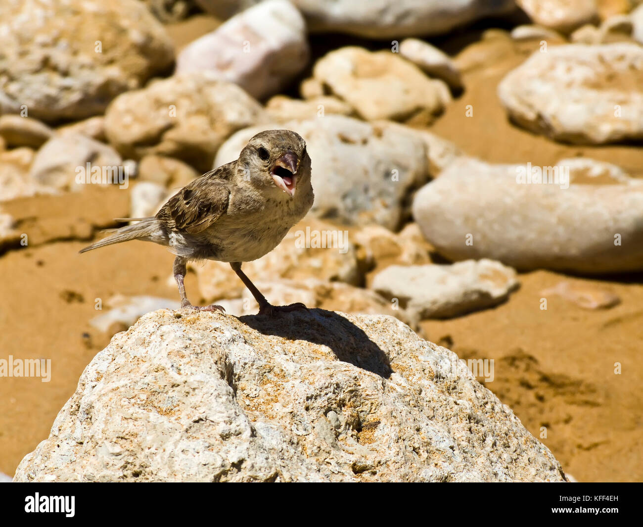 A female Mediterranean house sparrow tending to her nest Stock Photo ...