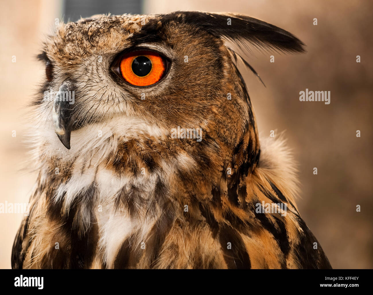 Portrait of a beautiful Eagle or Horned Owl also known as genus Bubo ...