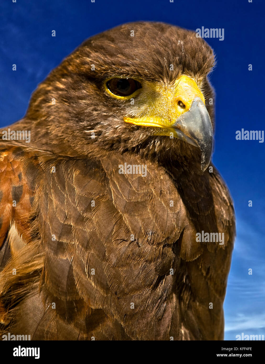 Portrait of a beautiful raptor or bird of prey Stock Photo - Alamy