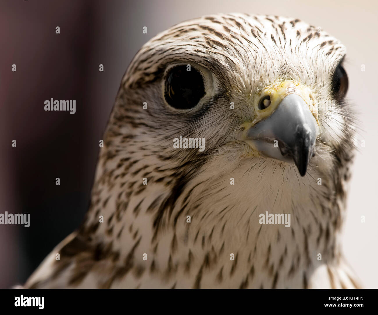Portrait of a beautiful raptor or bird of prey Stock Photo - Alamy