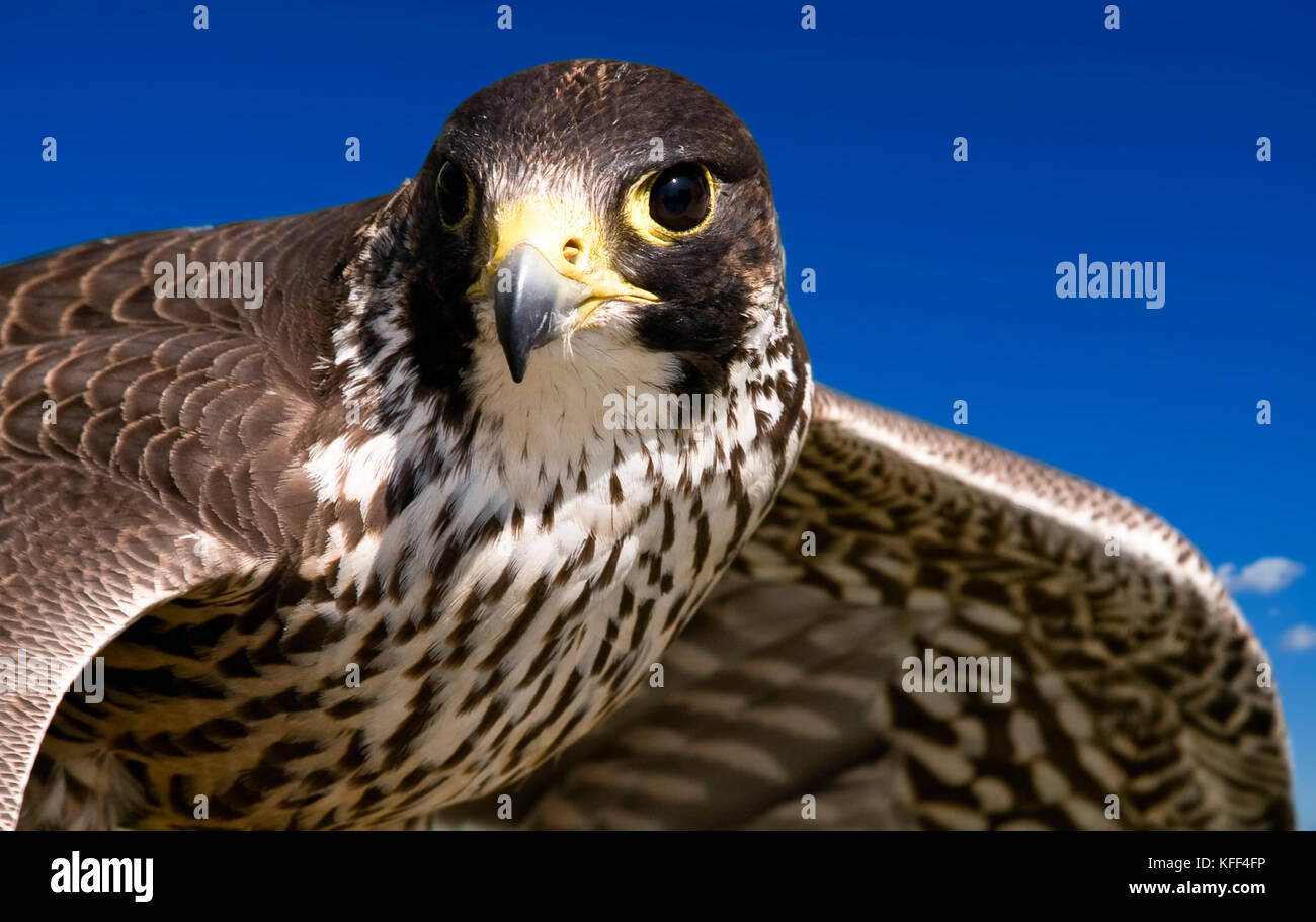 Merlin in flight bird hi-res stock photography and images - Alamy