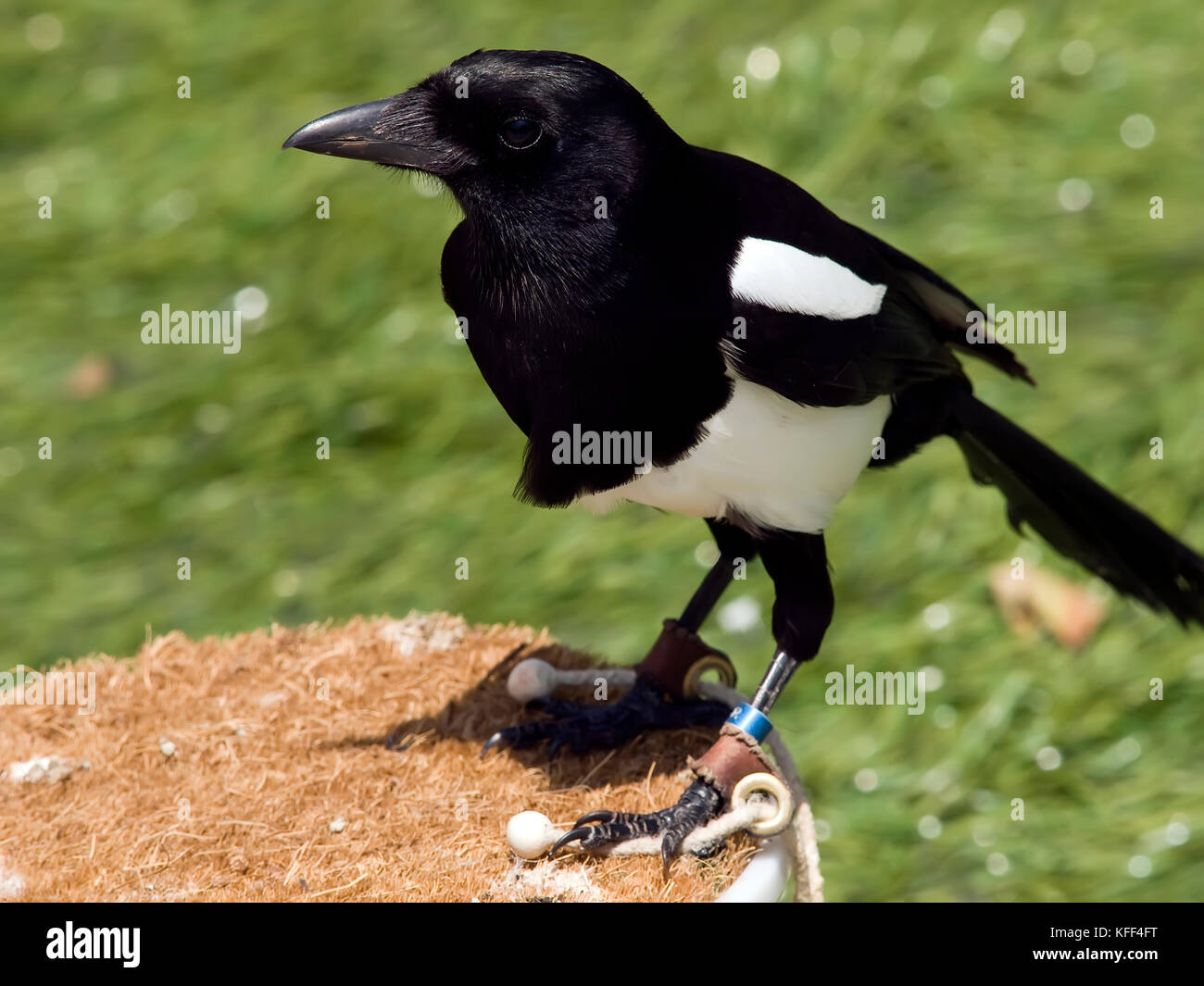 The European Magpie is one of the only birds able to recognise itself ...