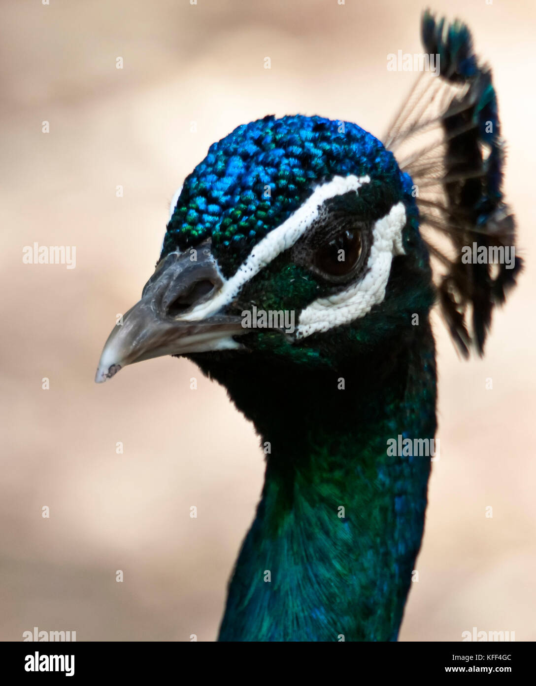 Portrait picture of a beautiful Indian Peacock with vibrant plumage ...