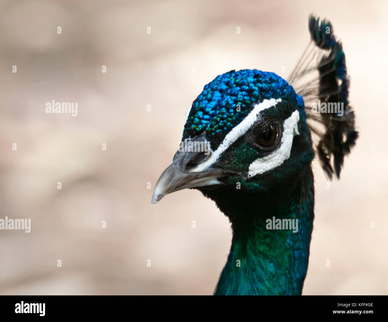 A beautiful male Indian Peafowl poses for a portrait shot Stock Photo ...