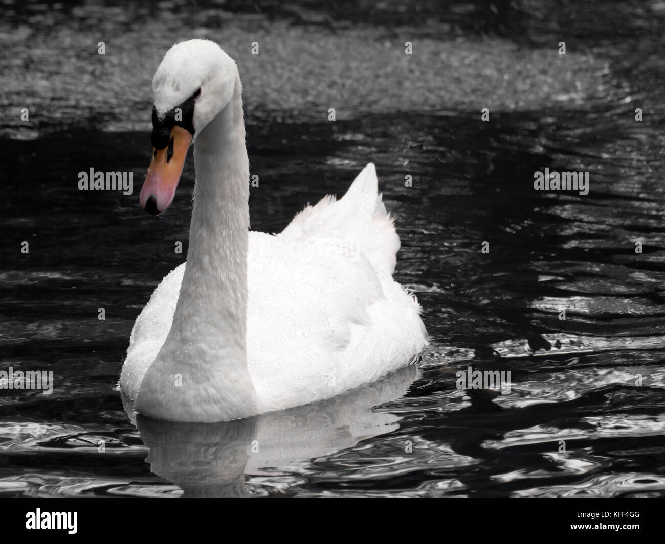 A beautiful swan or cygnus gliding across the water seemingly in deep ...