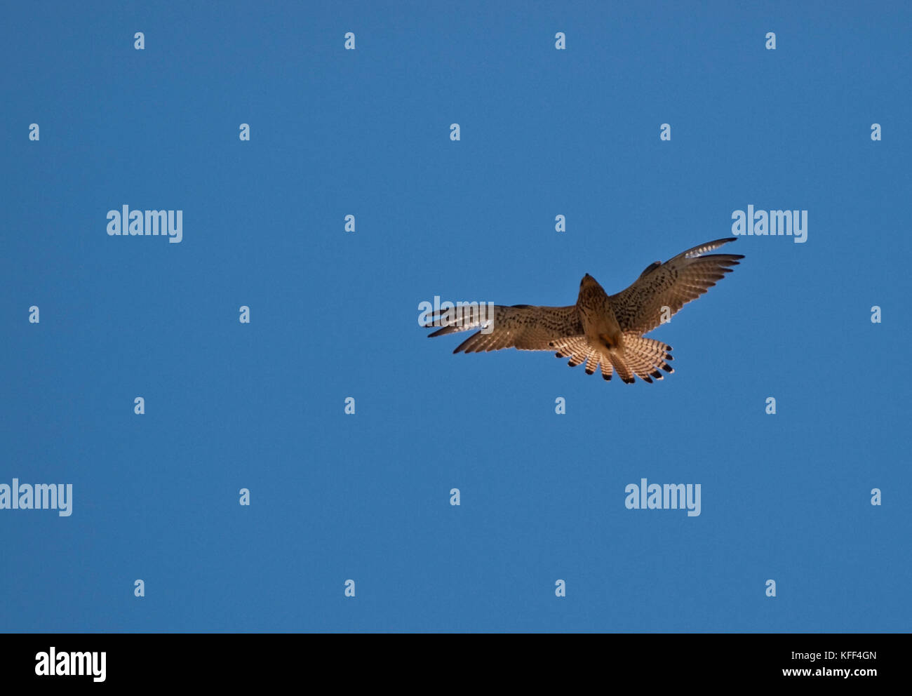 Common or lesser Kestrel in flight also known as Falco Tinnunculus ...
