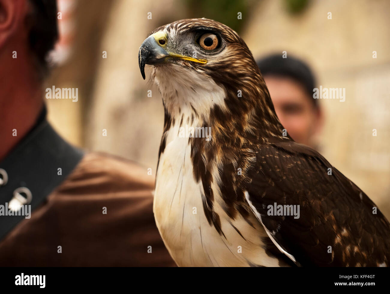 Portrait of a beautiful raptor or bird of prey Stock Photo - Alamy