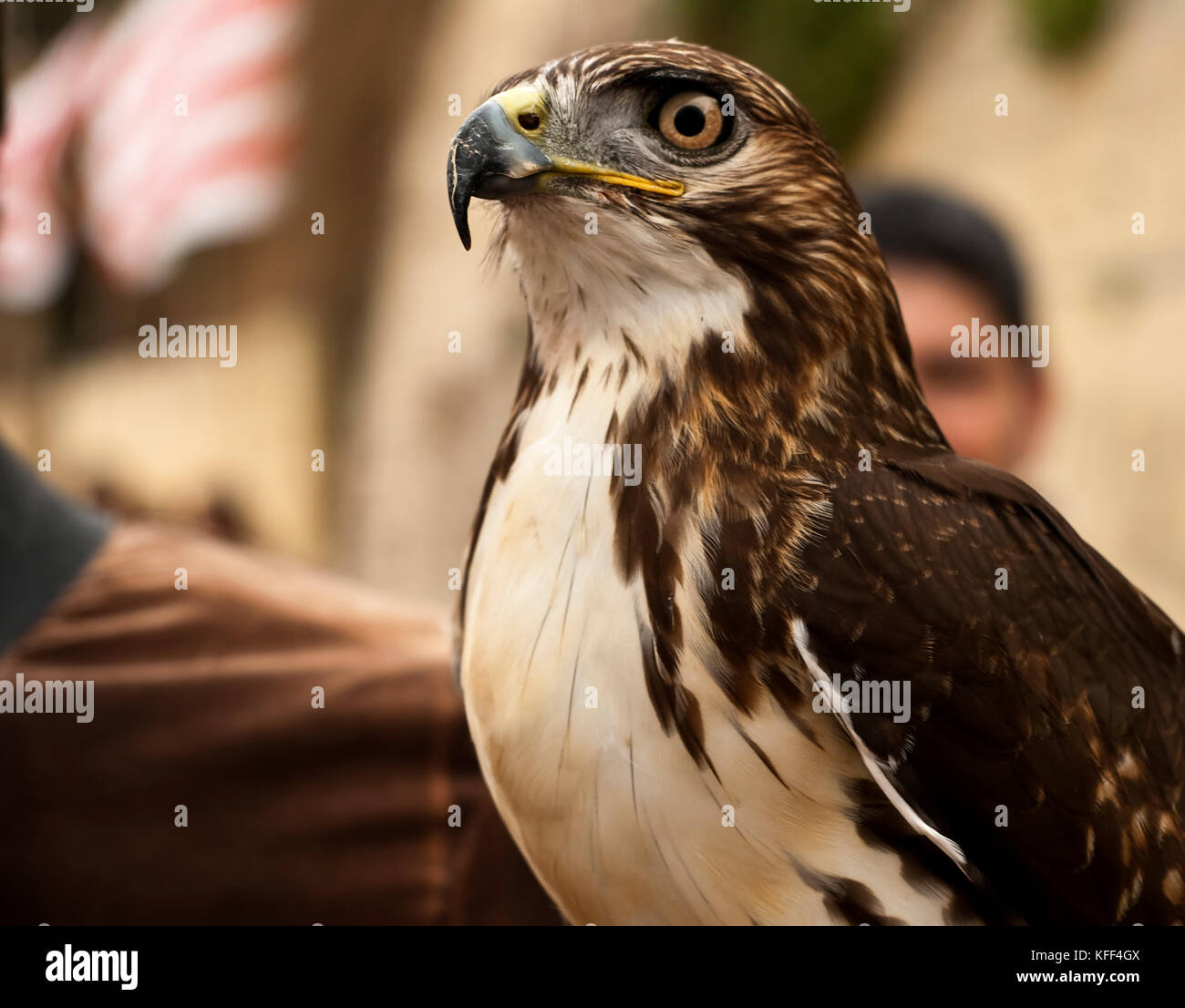Portrait of a bird of prey most probably a falcon Stock Photo - Alamy