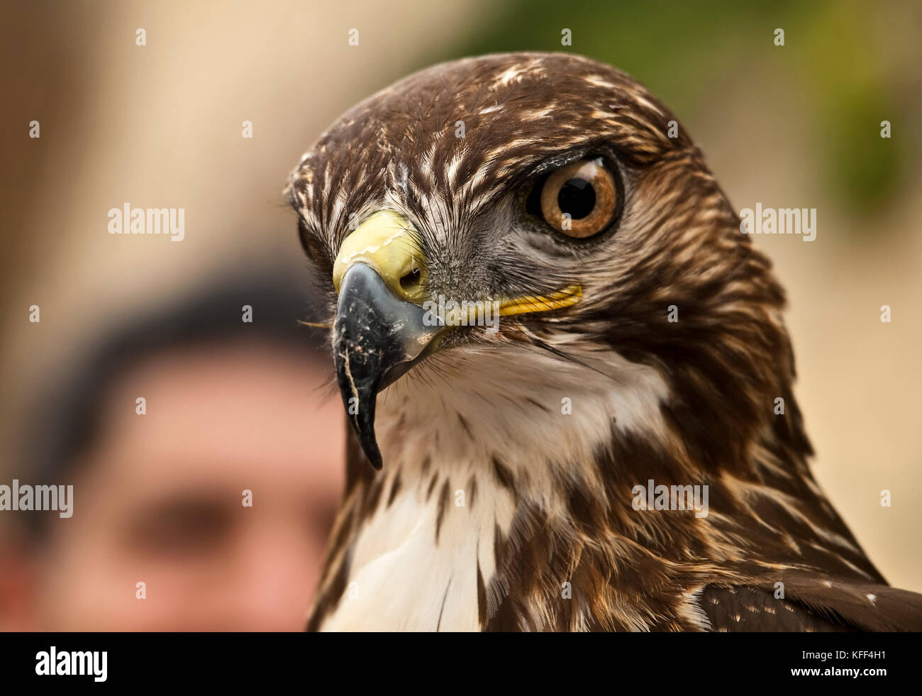 Portrait of a beautiful raptor or bird of prey Stock Photo - Alamy
