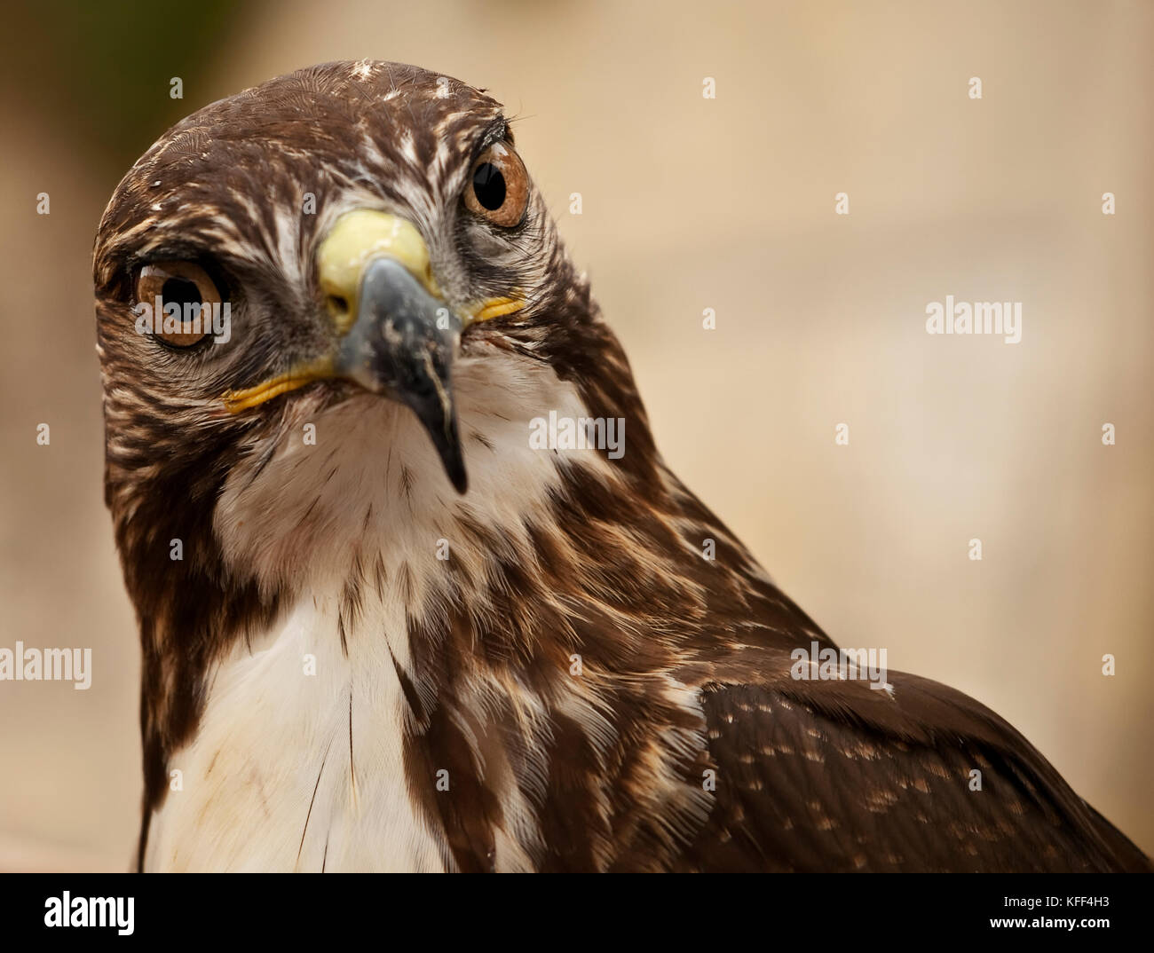 Portrait of a beautiful raptor or bird of prey Stock Photo - Alamy