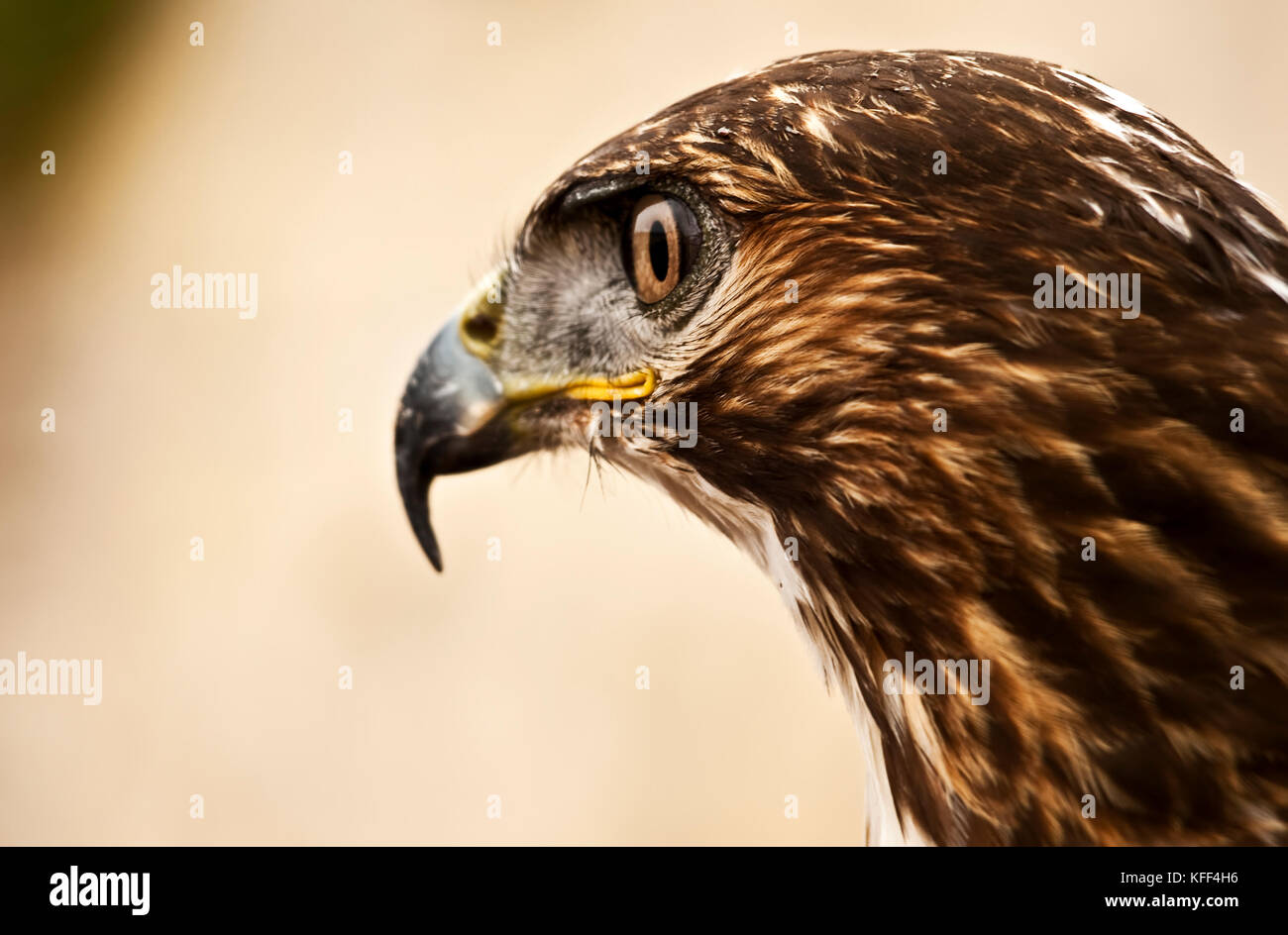 Portrait of a beautiful raptor or bird of prey Stock Photo - Alamy