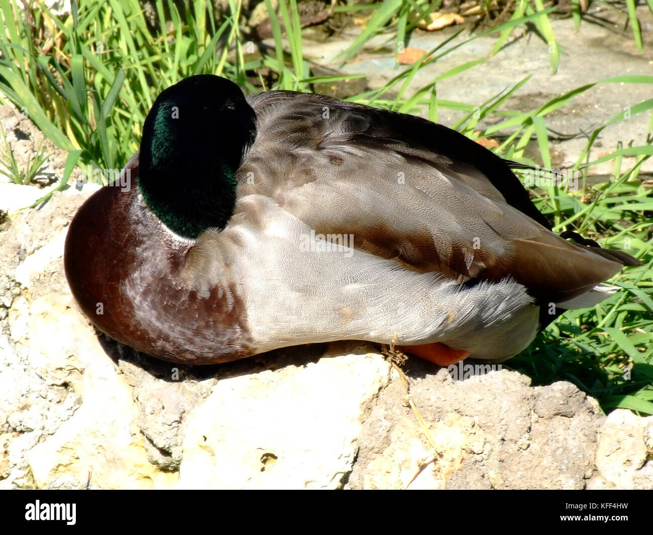 Bird series hi-res stock photography and images - Alamy