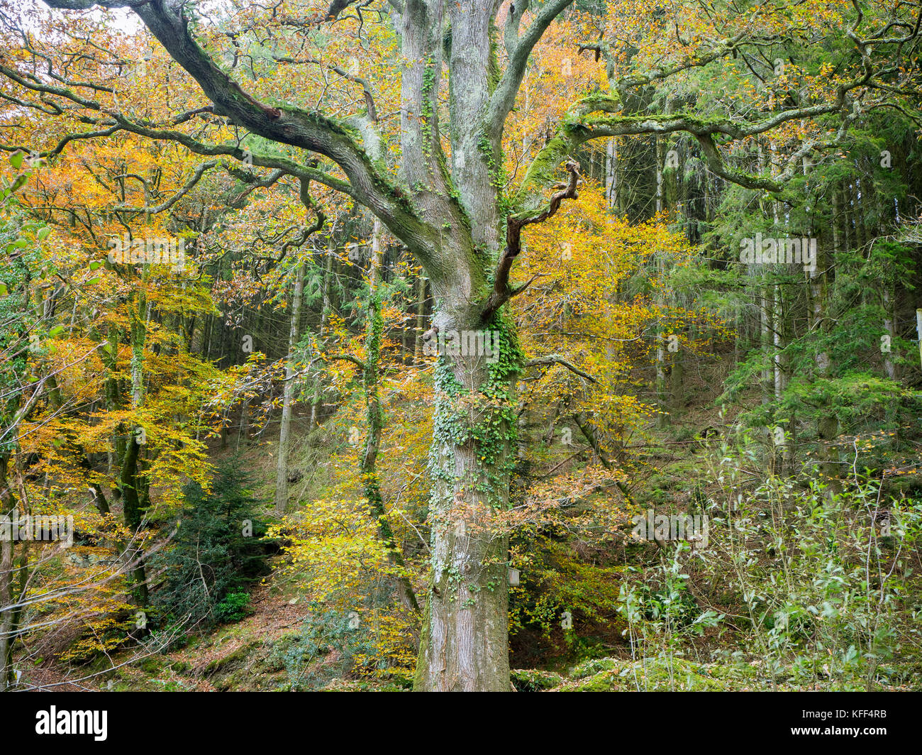 Cwm ffynonne hi-res stock photography and images - Alamy