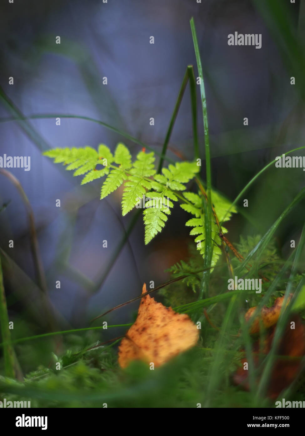 fern in the forest Stock Photo - Alamy