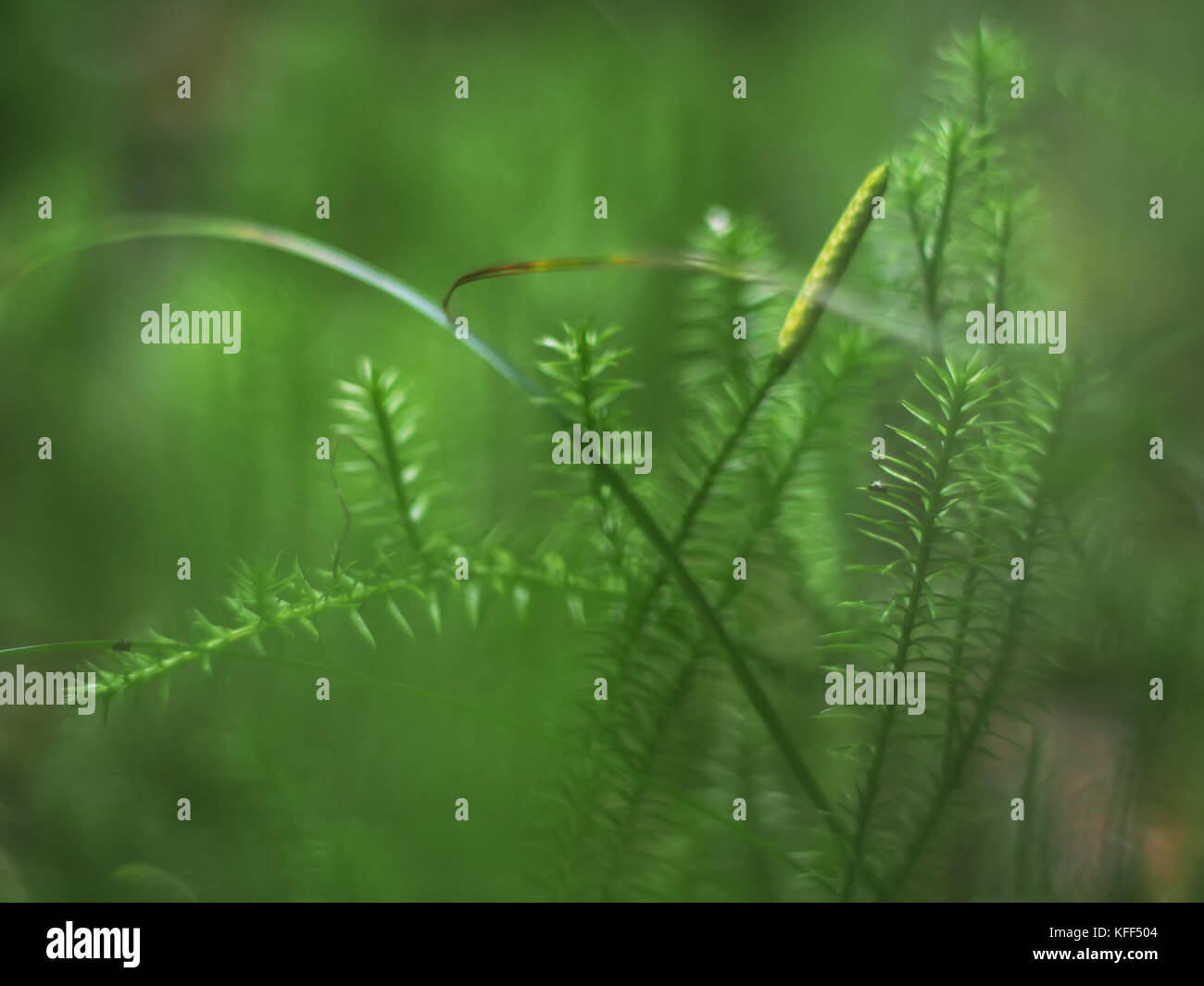 Lycopodium in the forest Stock Photo - Alamy