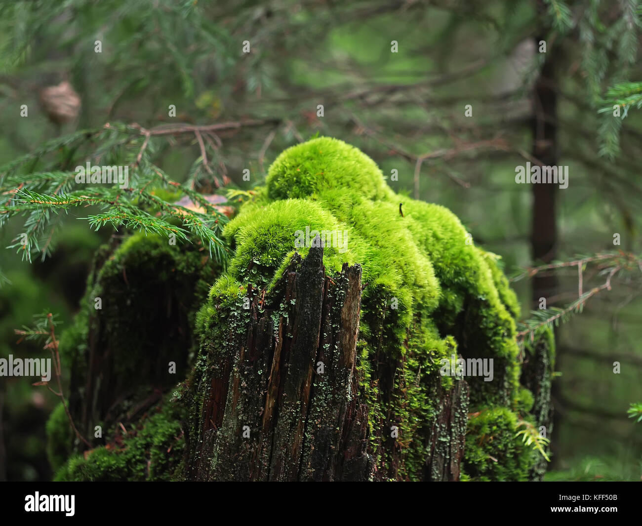 moss on a stump Stock Photo - Alamy