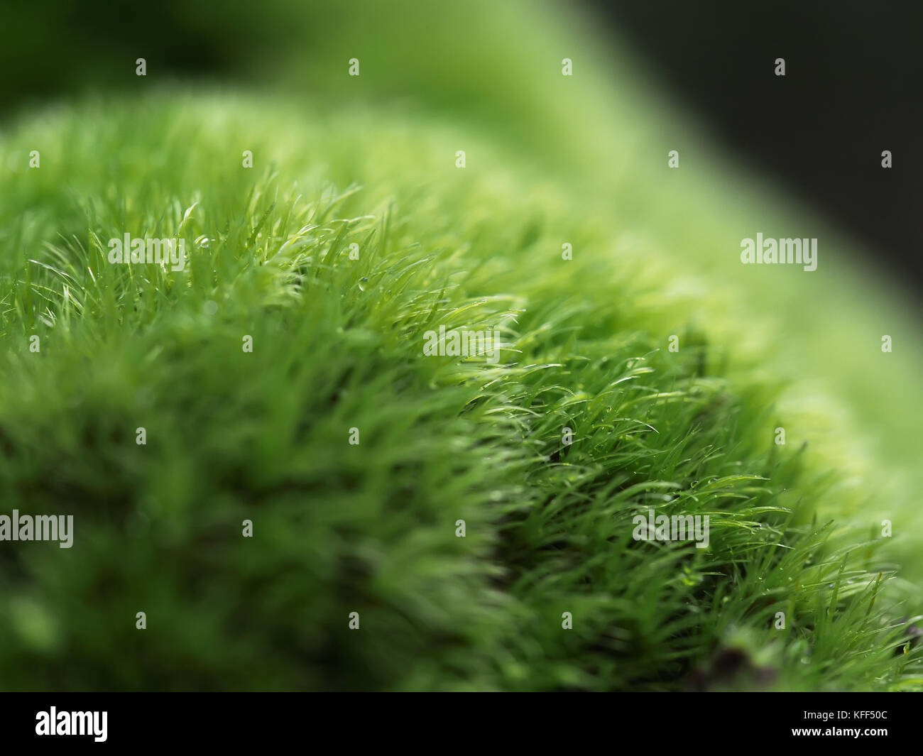 moss on a stump Stock Photo - Alamy
