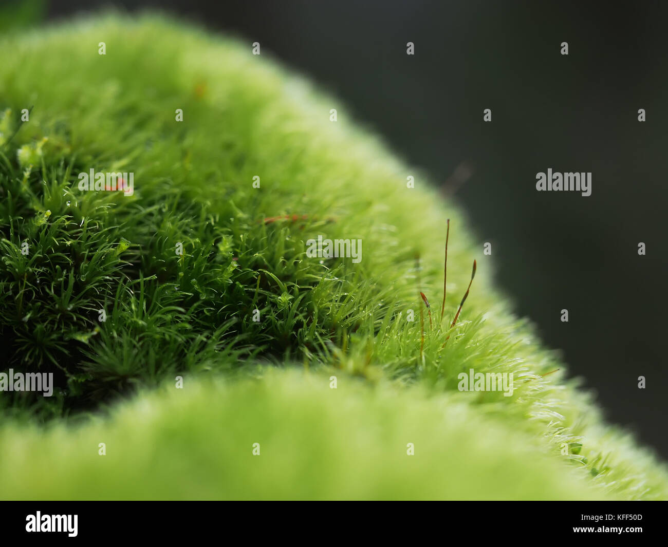 moss on a stump Stock Photo - Alamy