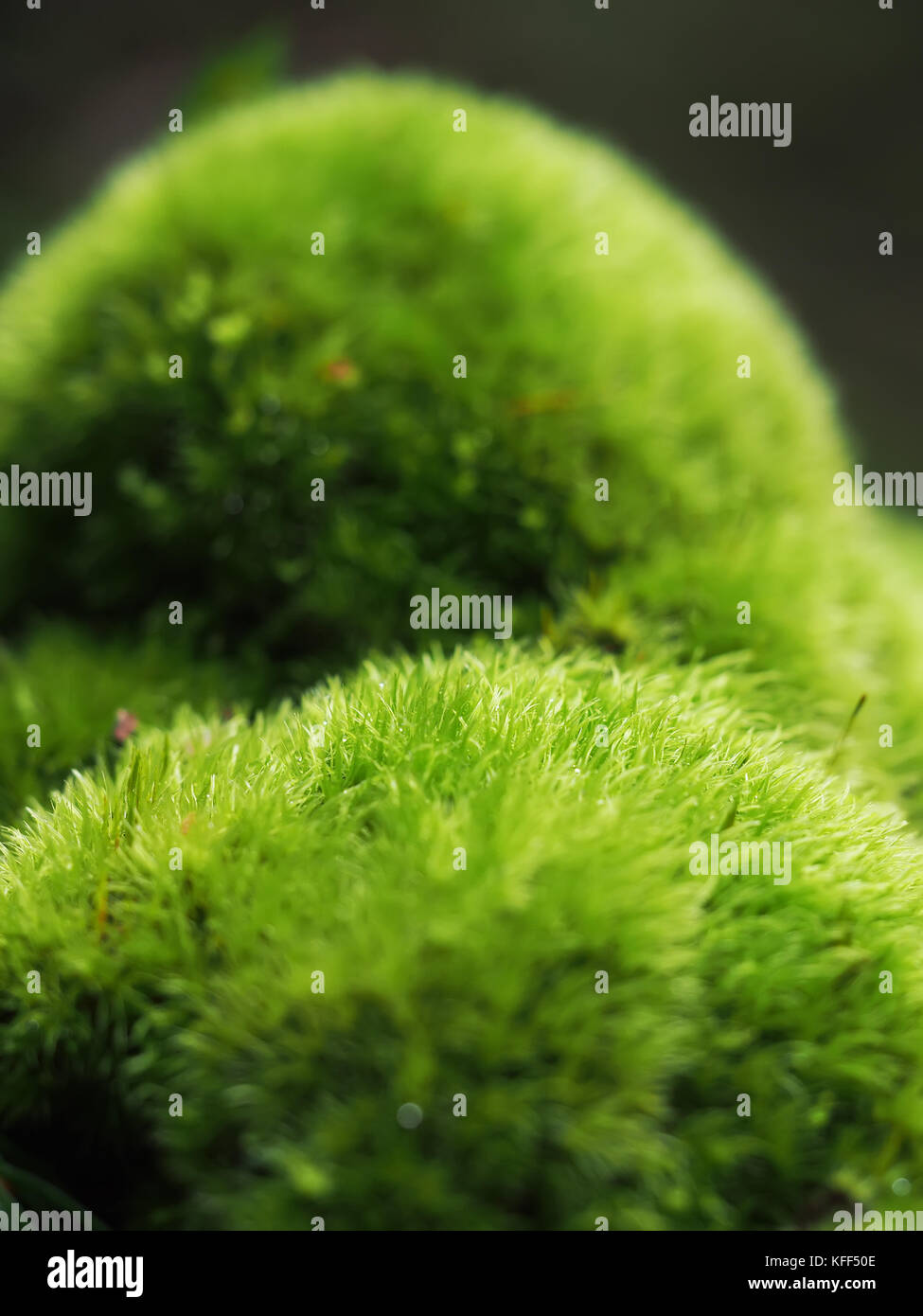 moss on a stump Stock Photo - Alamy