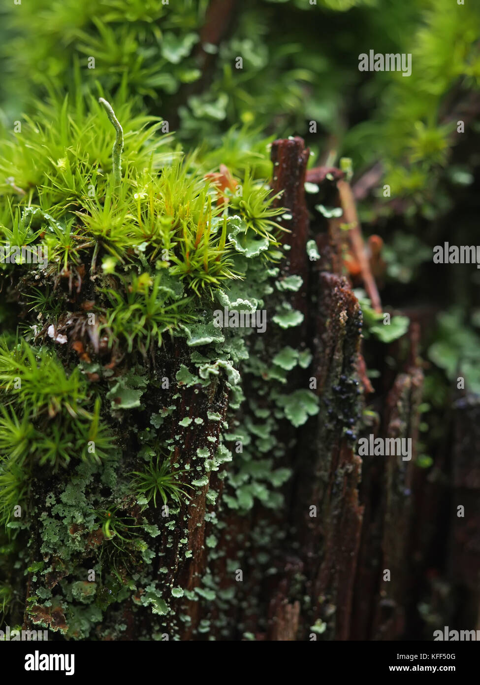 moss on a stump Stock Photo - Alamy