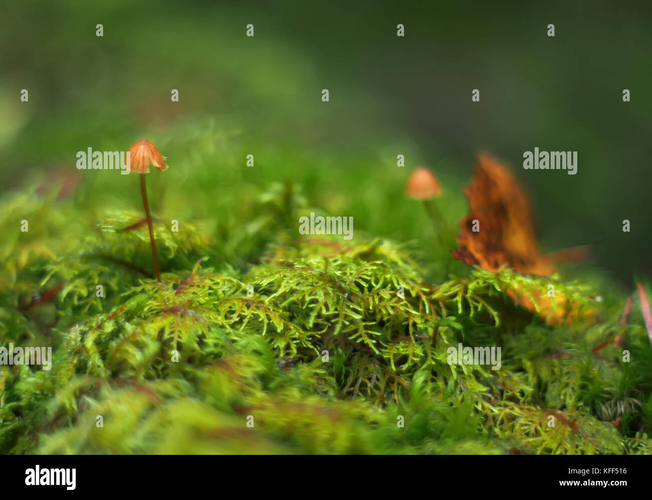 moss on a stump Stock Photo - Alamy