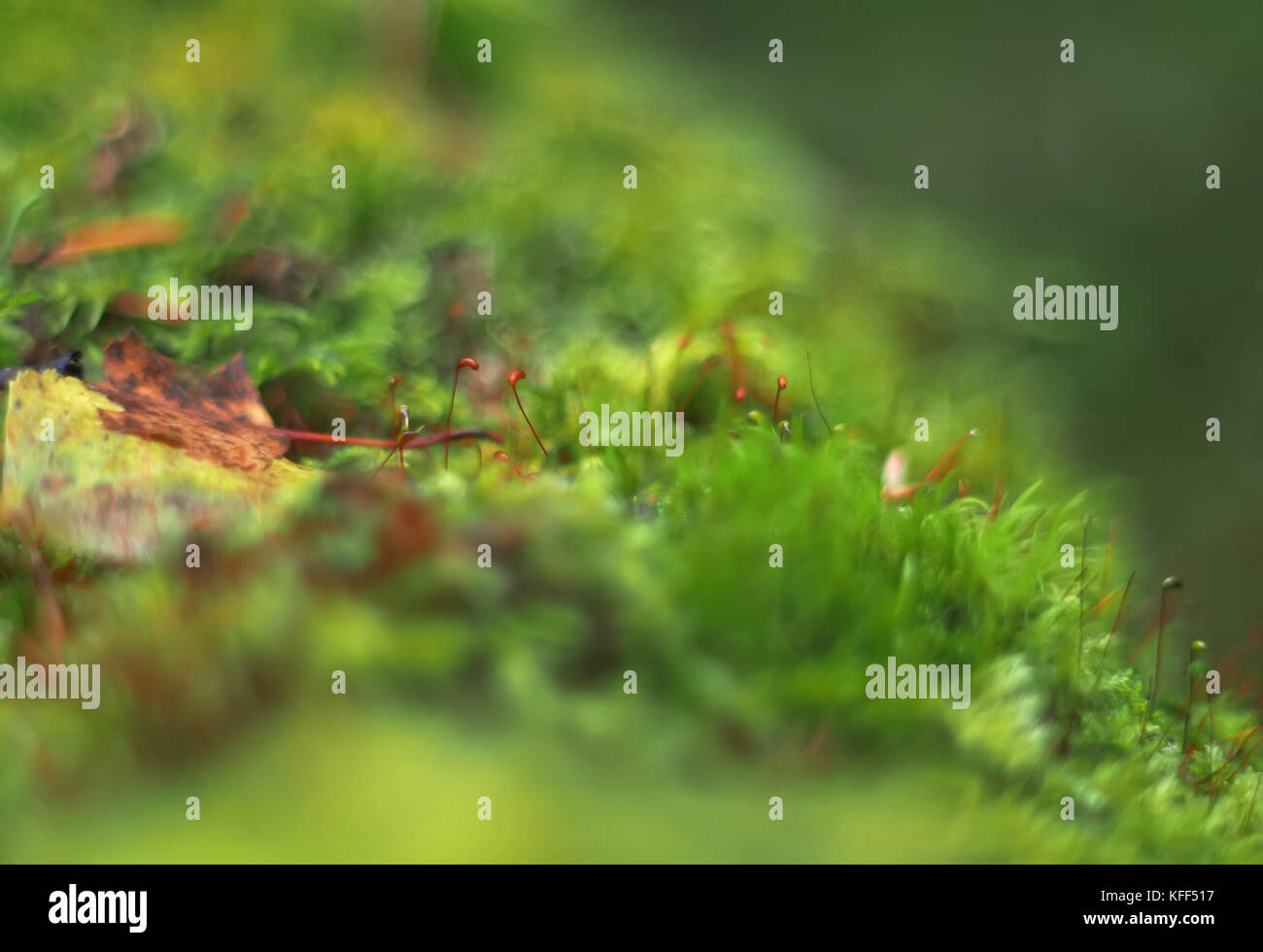 moss on a stump Stock Photo - Alamy