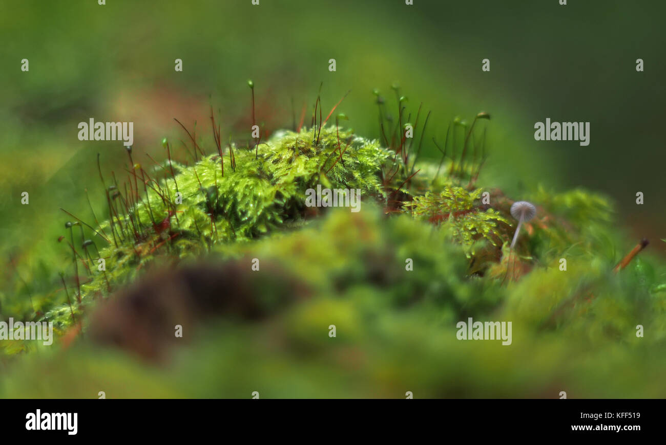 moss on a stump Stock Photo - Alamy