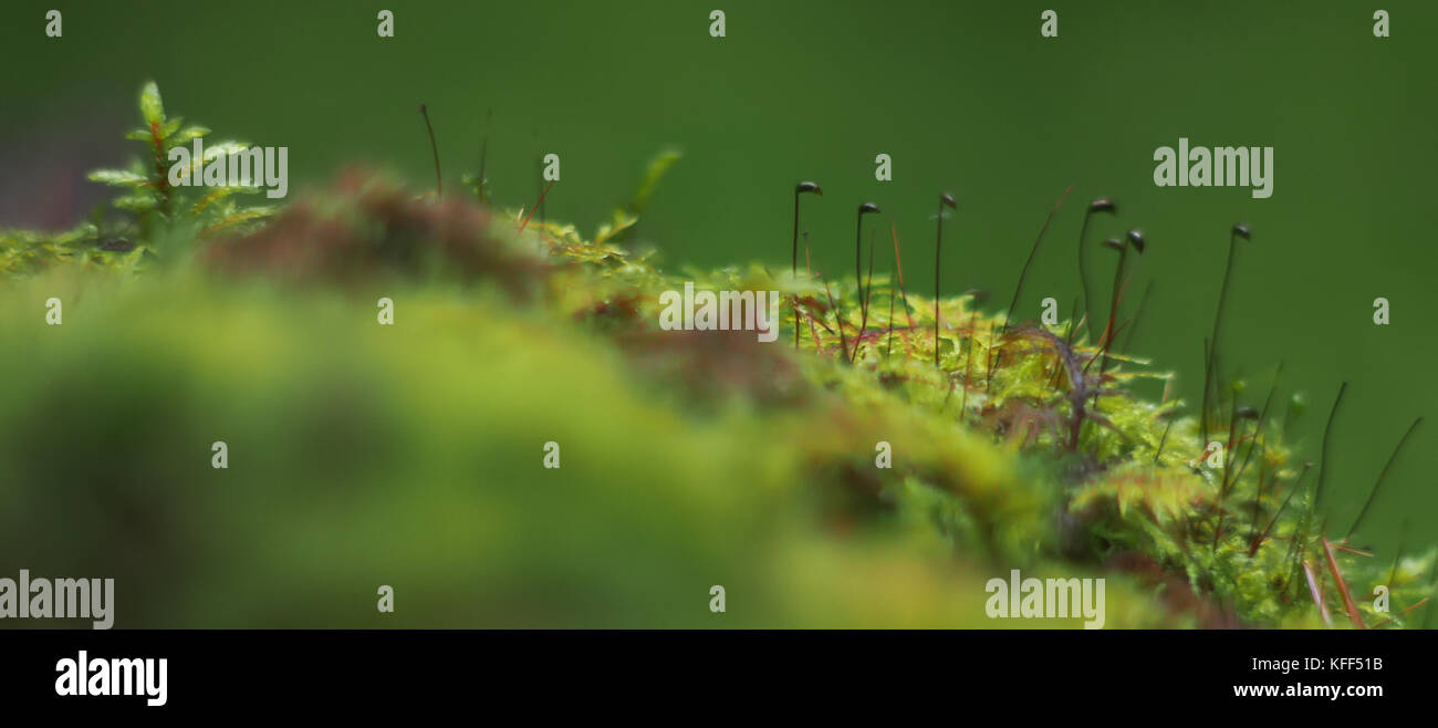 moss on a stump Stock Photo - Alamy