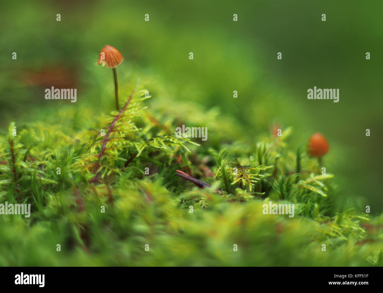 moss on a stump Stock Photo - Alamy