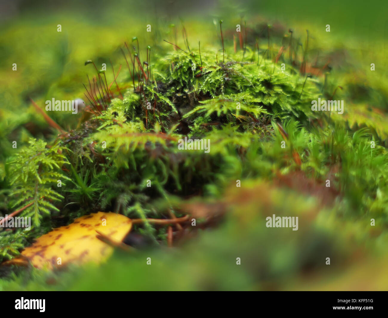 moss on a stump Stock Photo - Alamy