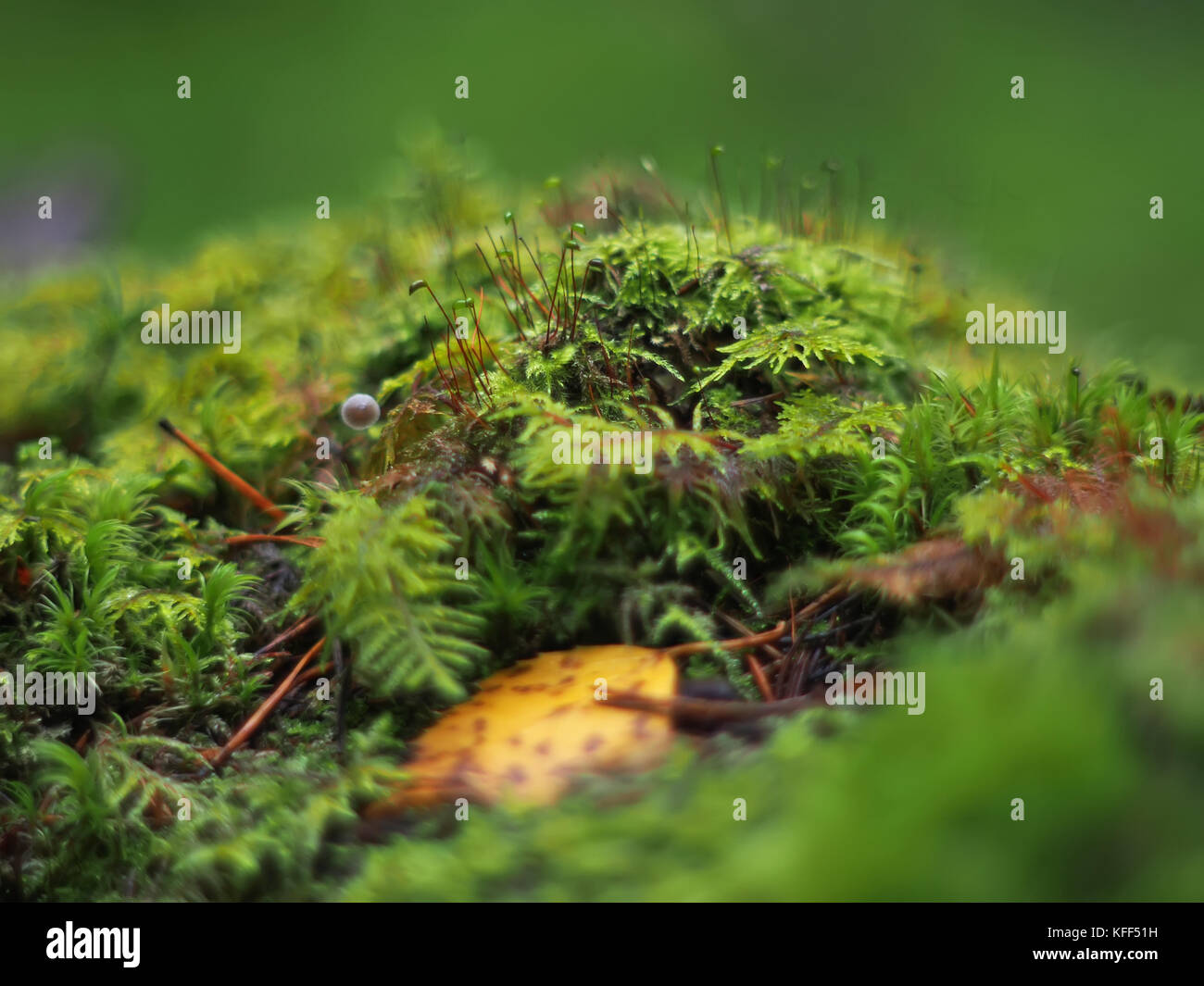 moss on a stump Stock Photo - Alamy