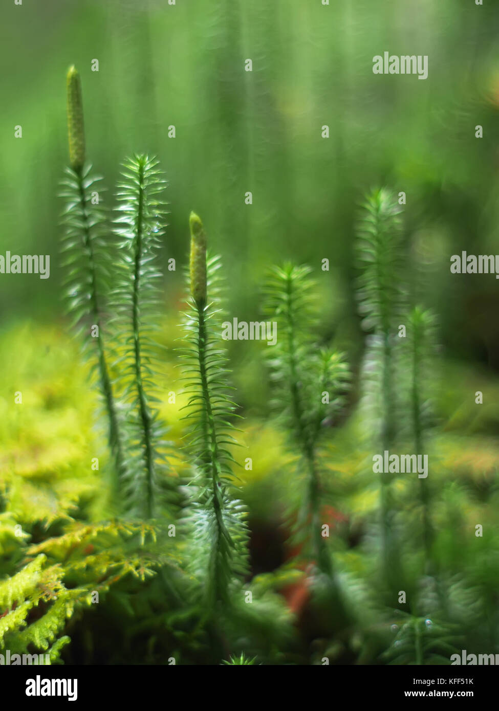 Lycopodium in the forest Stock Photo - Alamy