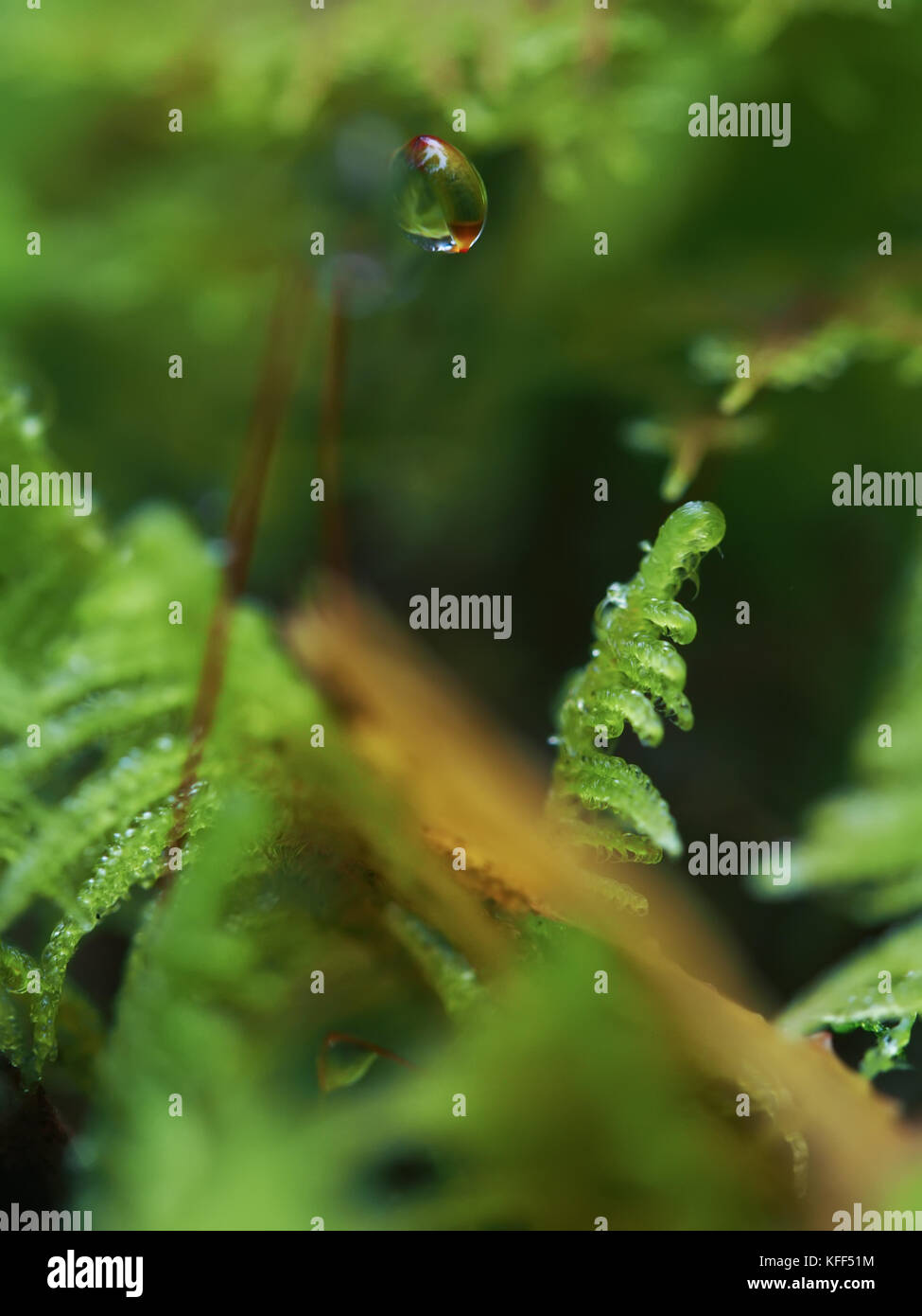 moss on a stump Stock Photo - Alamy