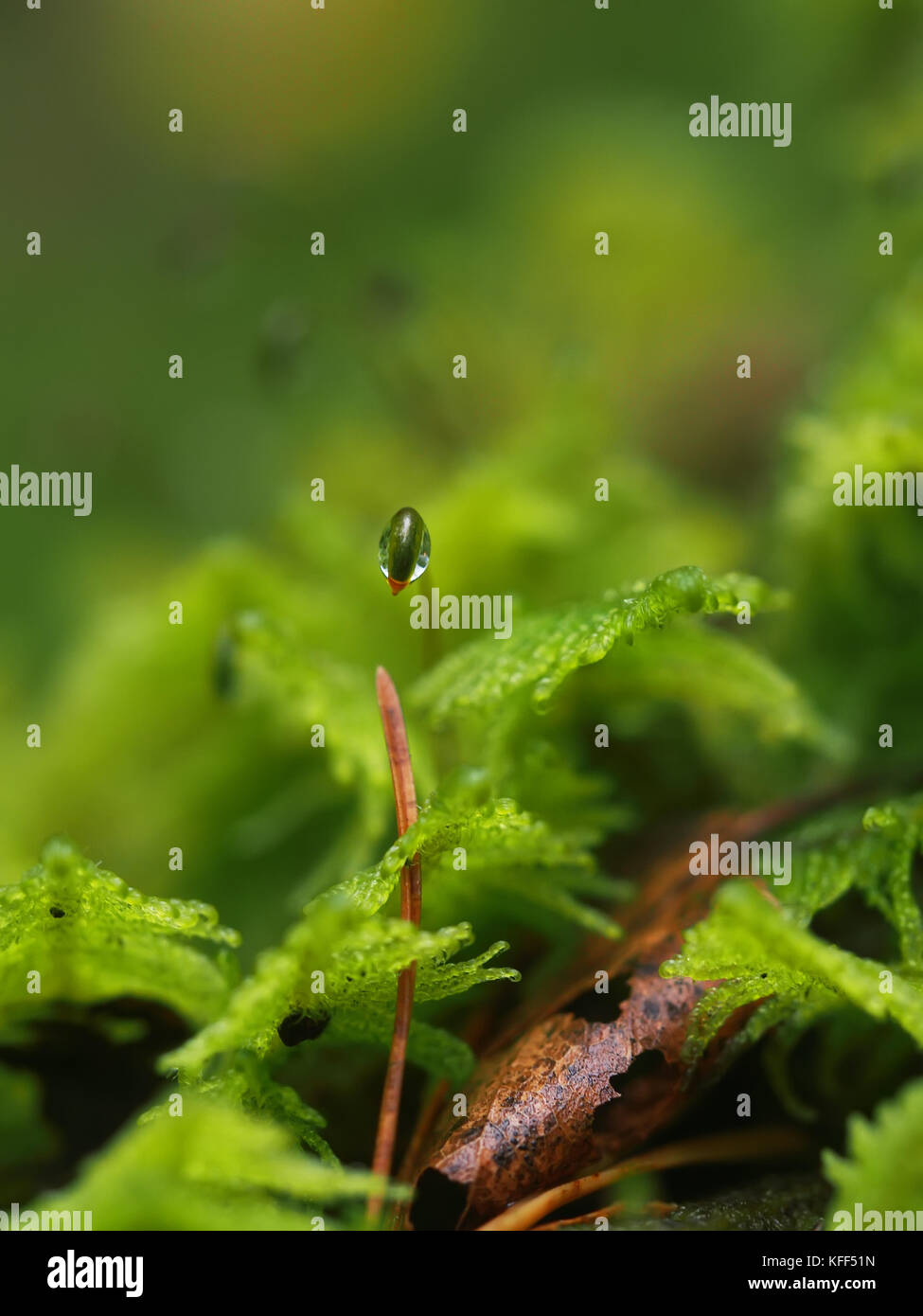 moss on a stump Stock Photo - Alamy
