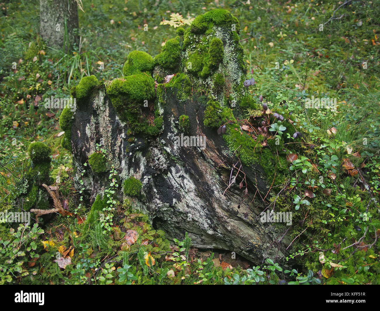 moss on a stump Stock Photo - Alamy