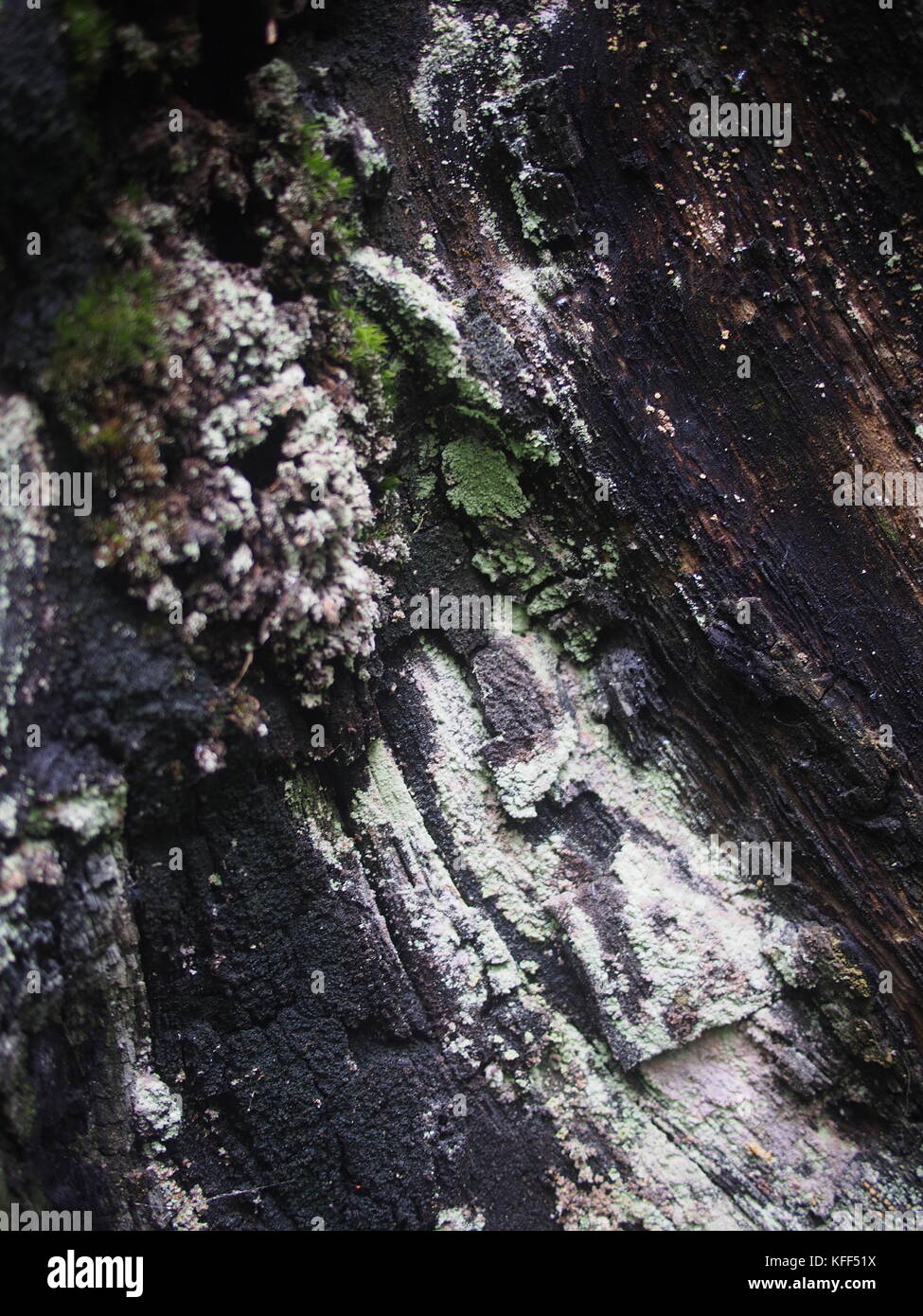 moss on a stump Stock Photo - Alamy