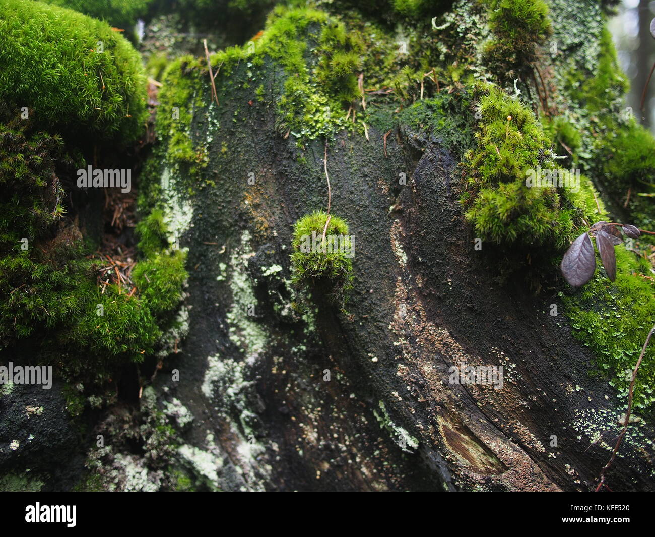 moss on a stump Stock Photo - Alamy
