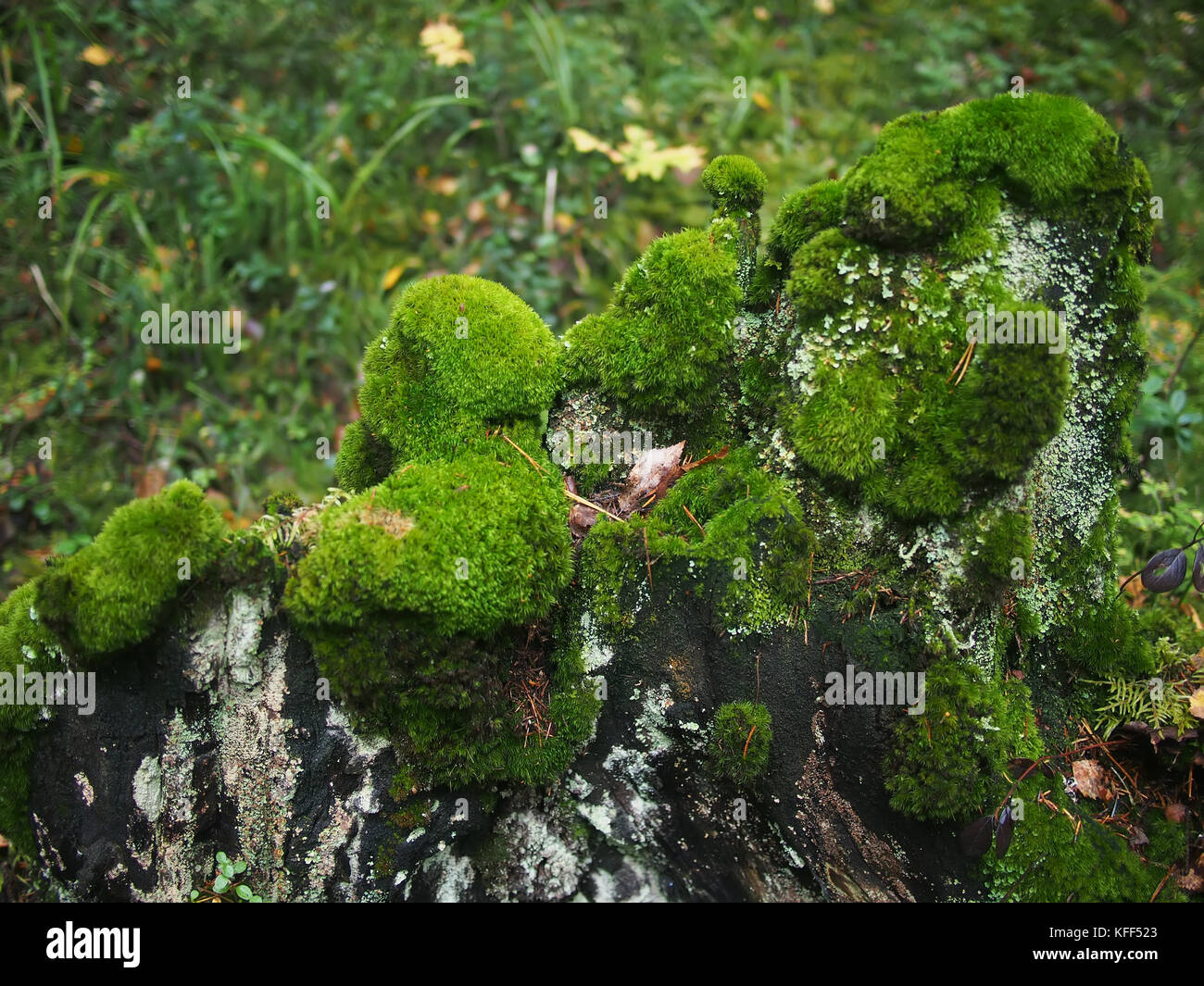 moss on a stump Stock Photo - Alamy
