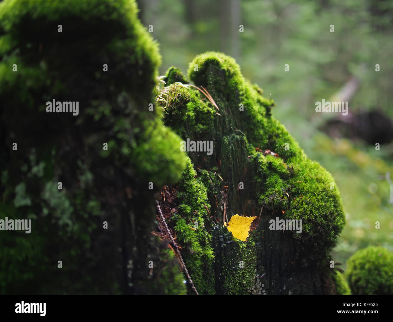 moss on a stump Stock Photo - Alamy