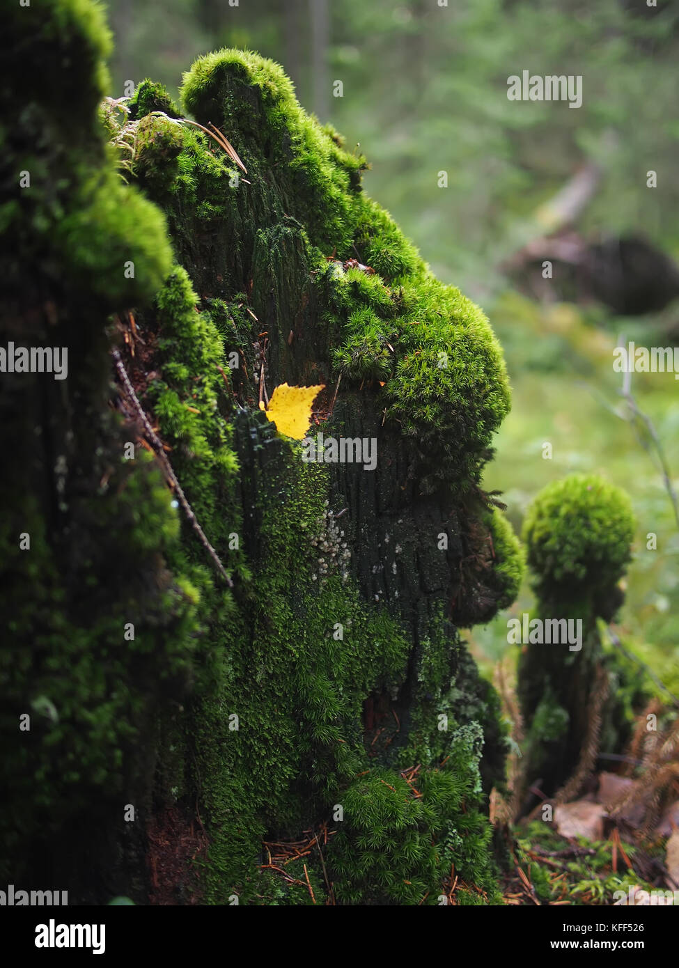moss on a stump Stock Photo - Alamy