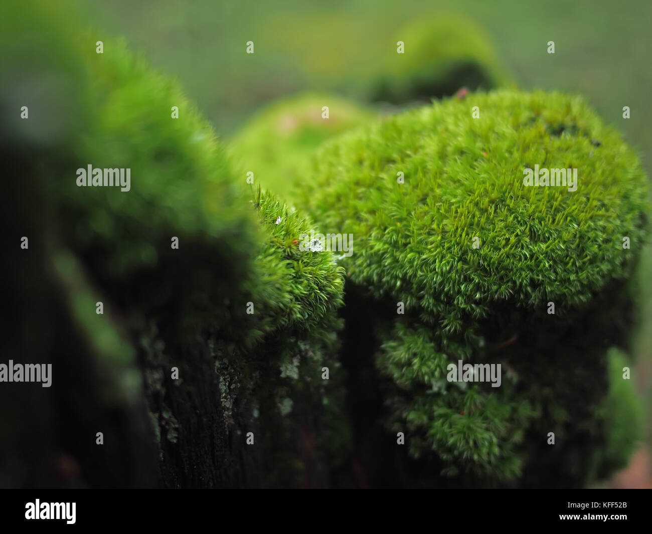 moss on a stump Stock Photo - Alamy