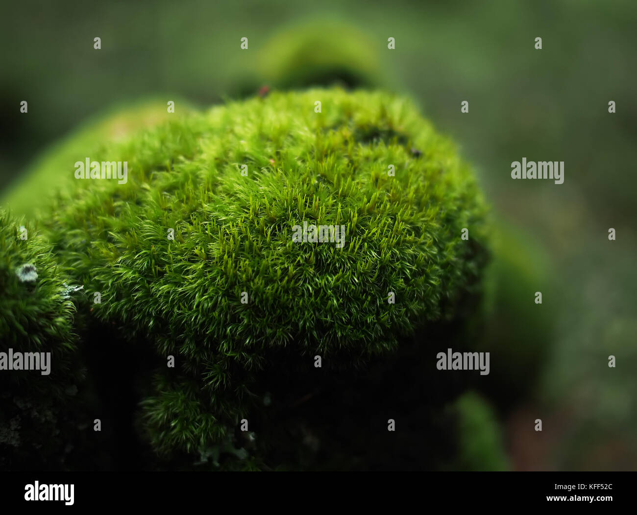moss on a stump Stock Photo - Alamy