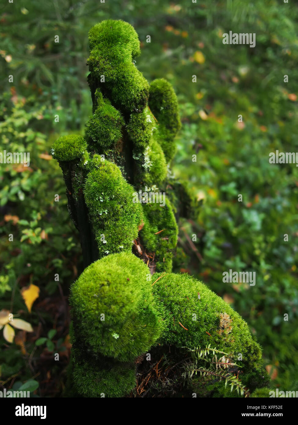 moss on a stump Stock Photo - Alamy