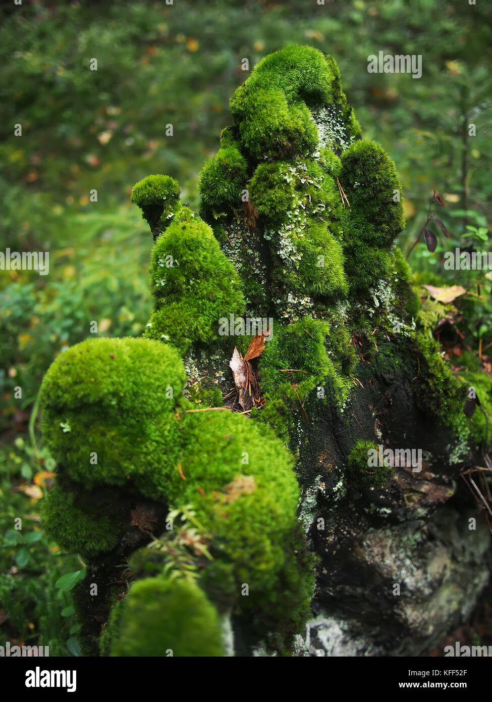 moss on a stump Stock Photo - Alamy