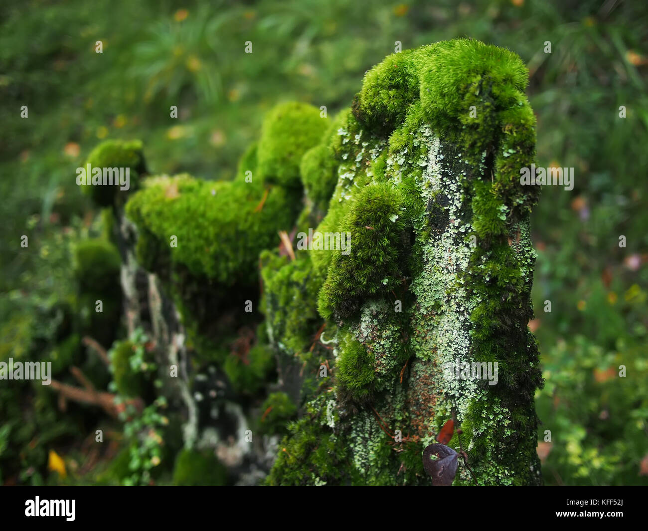 moss on a stump Stock Photo - Alamy